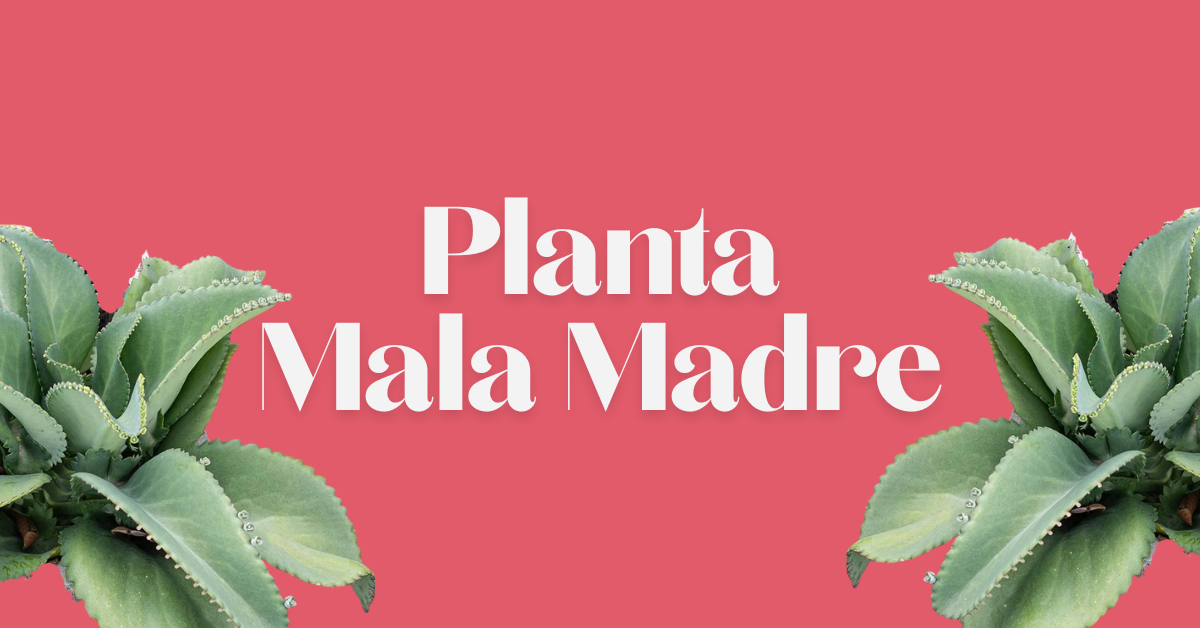 Planta Mala Madre: guía esencial para tu hogar – Verbena