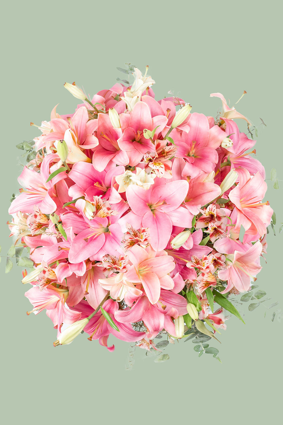 Pantera Rosa - Lilium Rosa – Verbena