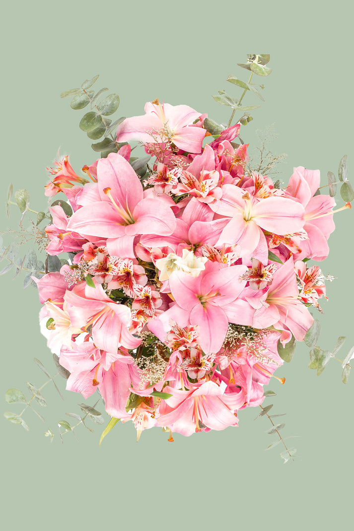 Pantera Rosa - Lilium Rosa – Verbena